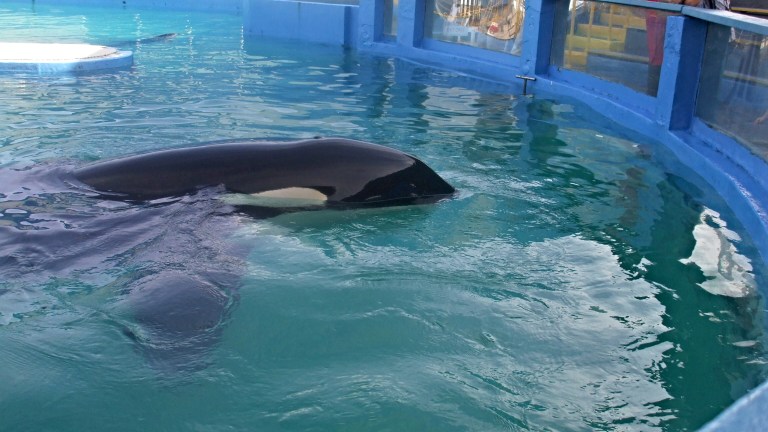 Windsor Safari Park memories, captive killers and whale watching dreams ...