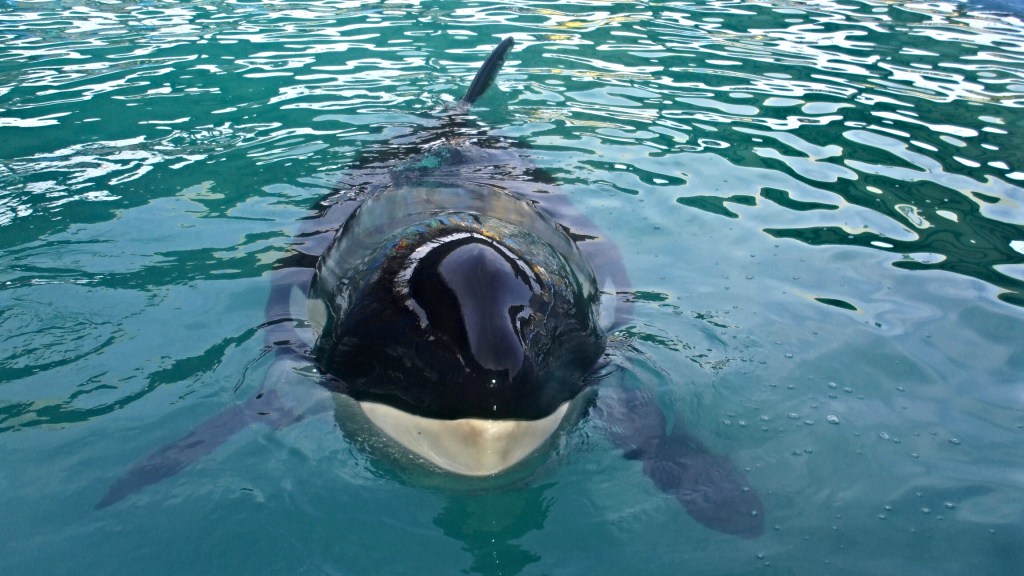 Windsor Safari Park memories, captive killers and whale watching dreams ...