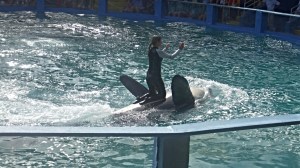 Windsor Safari Park memories, captive killers and whale watching dreams ...