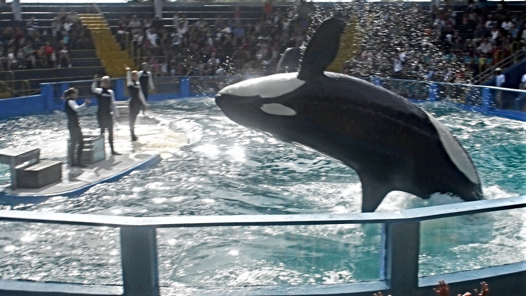 Windsor Safari Park memories, captive killers and whale watching dreams ...
