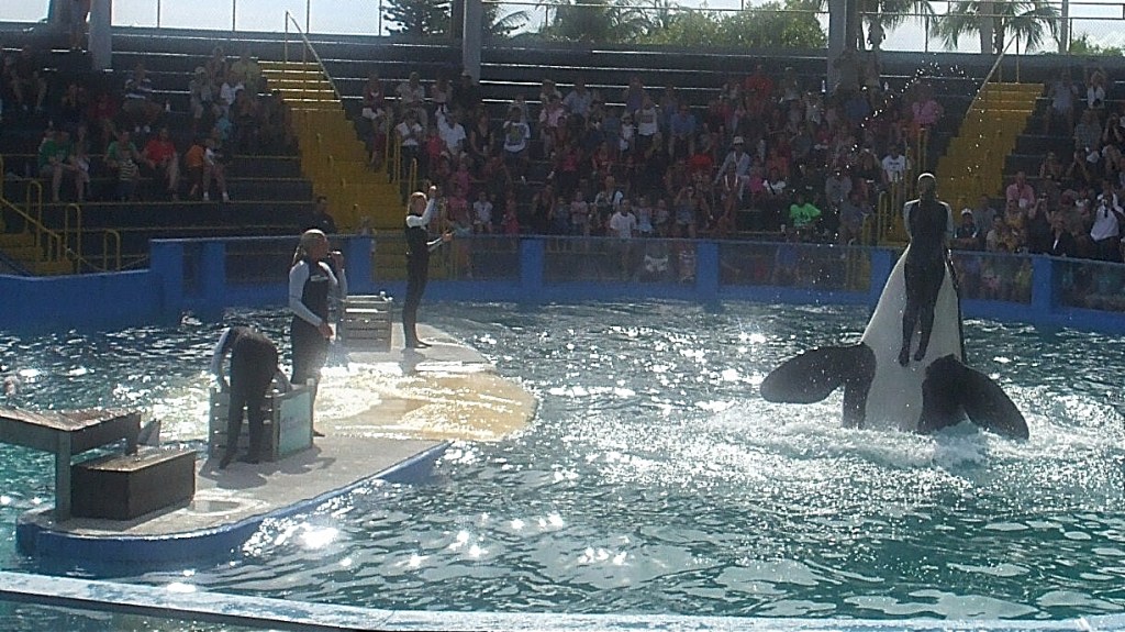 Windsor Safari Park memories, captive killers and whale watching dreams ...