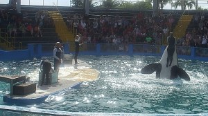 Windsor Safari Park memories, captive killers and whale watching dreams ...