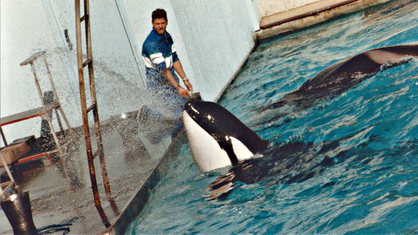 Windsor Safari Park memories, captive killers and whale watching dreams ...