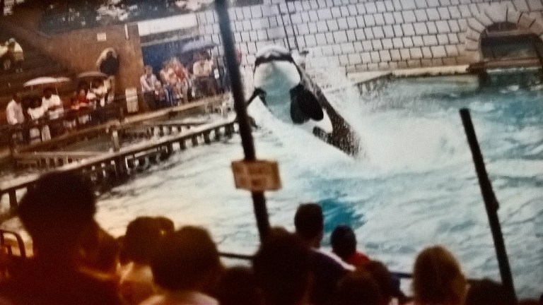 Windsor Safari Park memories, captive killers and whale watching dreams ...