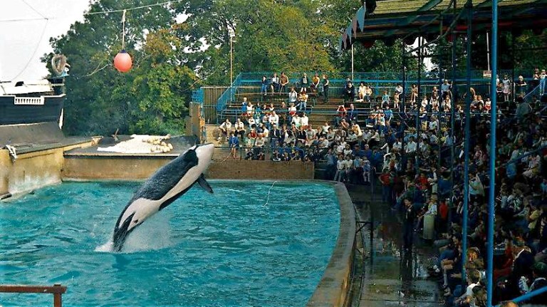 Windsor Safari Park memories, captive killers and whale watching dreams ...