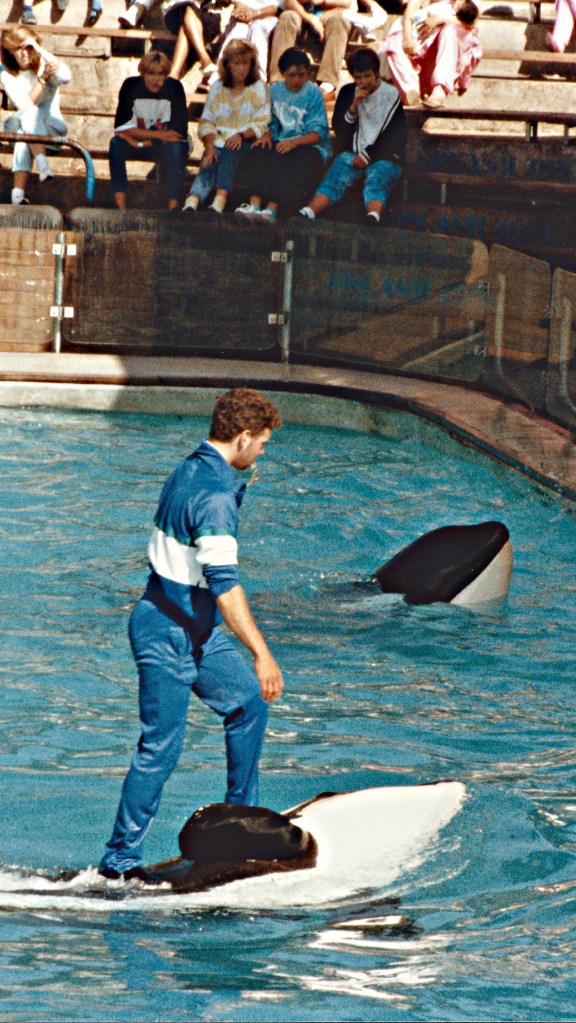 Windsor Safari Park memories, captive killers and whale watching dreams ...