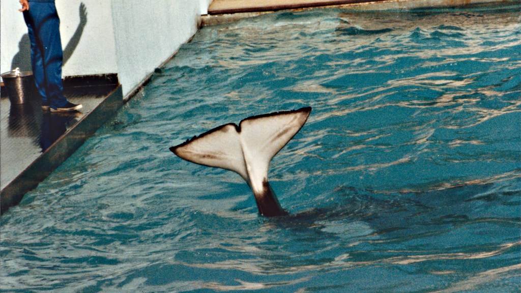 Windsor Safari Park memories, captive killers and whale watching dreams ...