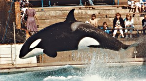 Windsor Safari Park memories, captive killers and whale watching dreams ...