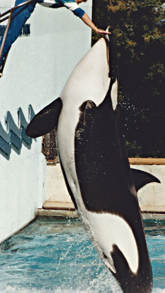 Windsor Safari Park memories, captive killers and whale watching dreams ...